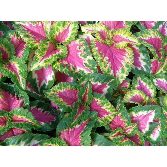 Coleus Plants