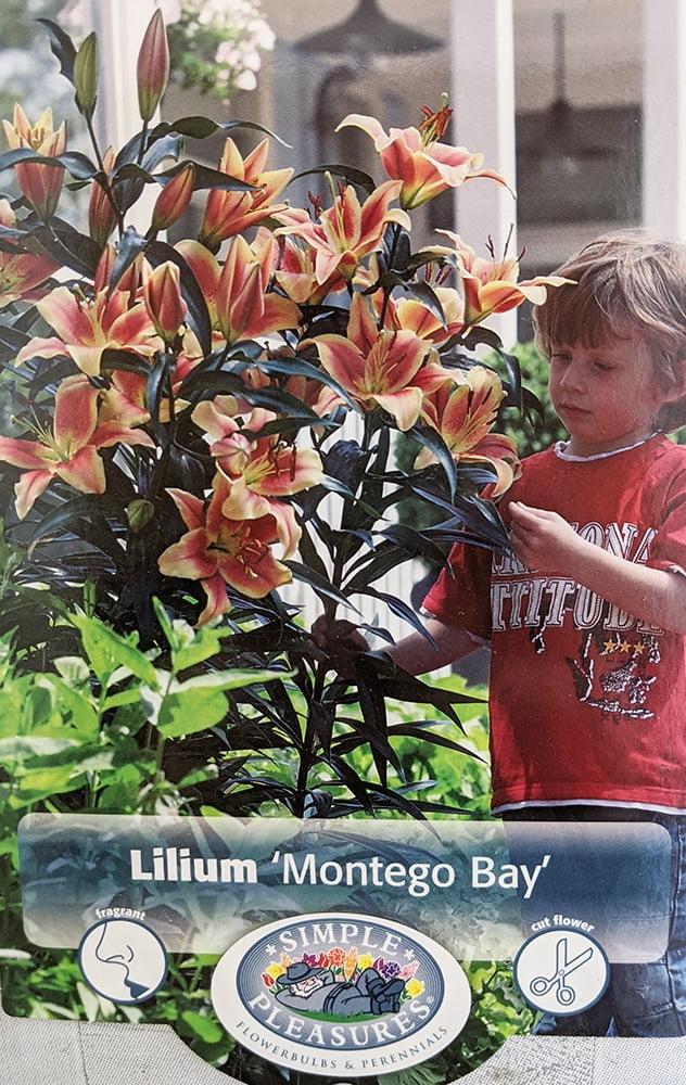 Giant Hybrid Lily Montego Bay - 2 Bulbs 16/18 cm - Burnt Orange ...