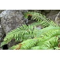 1500 Western SWORD FERN Giant Holly Swordfern Polystichum Munitum ...