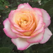 Heirloom Roses Rose Bush - Glowing Peace™ Grandiflora , Live Rose Plant ...