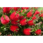 Seedville 40 Crimson Bottlebrush Callistemon Citrinus Plant Seeds ...