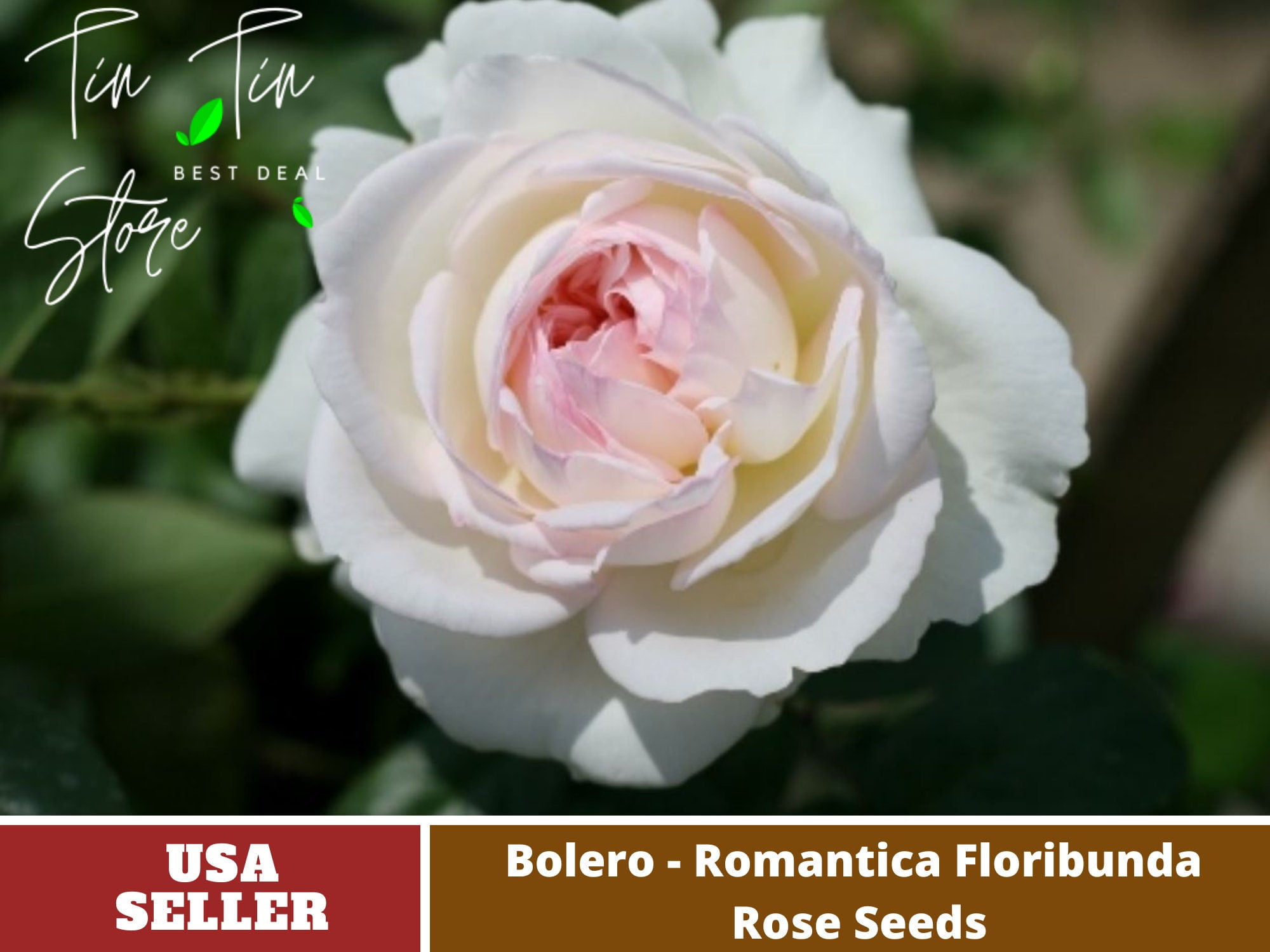 30 Rare Seeds-Bolero Floribunda Rose Seeds#1033-Authentic Seeds-Flowers ...