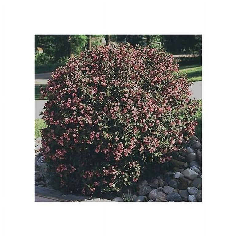 Weigela Java Red
