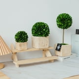 BOXWOOD WORLD Preserved Boxwood Ball Topiary for House Decor Potted ...