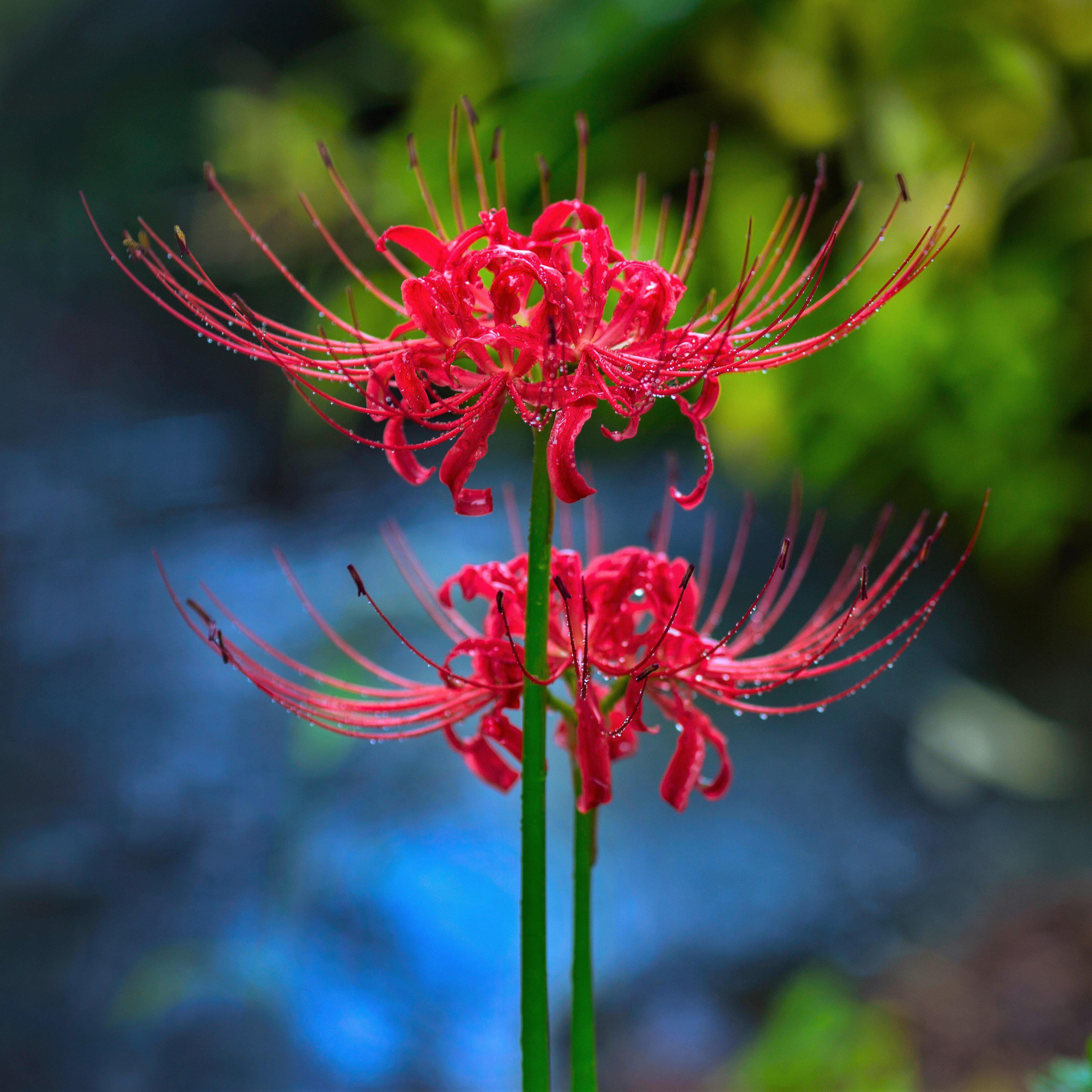 Buy Bombilla Lycoris Red Radiata Online Peru | Ubuy