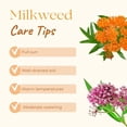 2 Mikweed Live Plants, Asclepias Tuberosa Perennial Flowers Plants ...