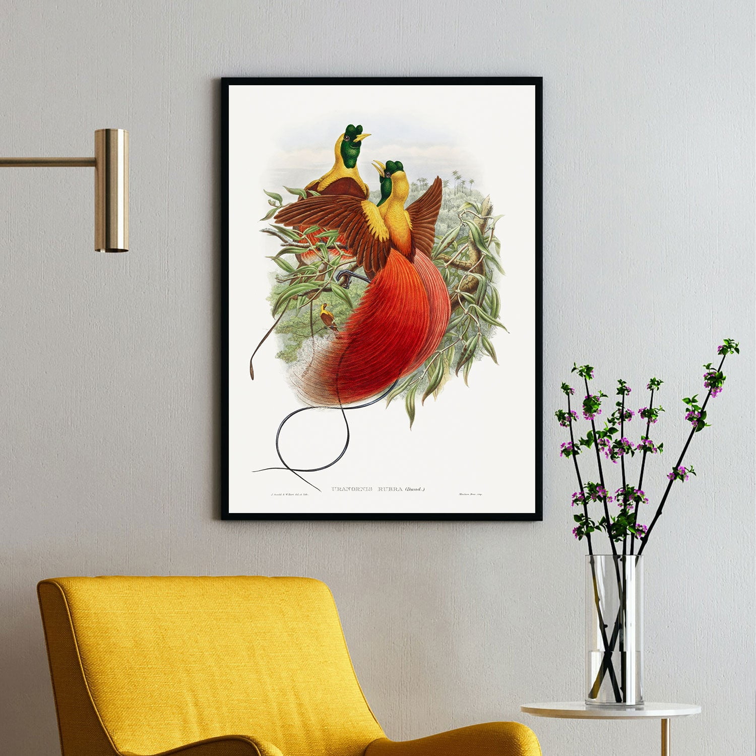 Loddigesia Mirabilis - 1849–1887 | John Gould | Premium Fine Art Print ...