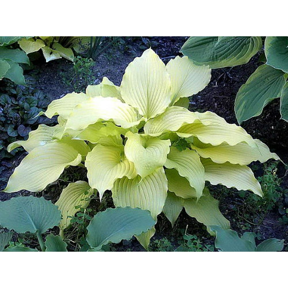 Dancing Queen Hosta - Gallon Pot - A "Must Have" Hosta - Walmart.com - Walmart.com