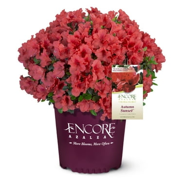 Encore Azalea Autumn Sangria (2 Gallon) Pink Flowering Shrub - Full Sun ...