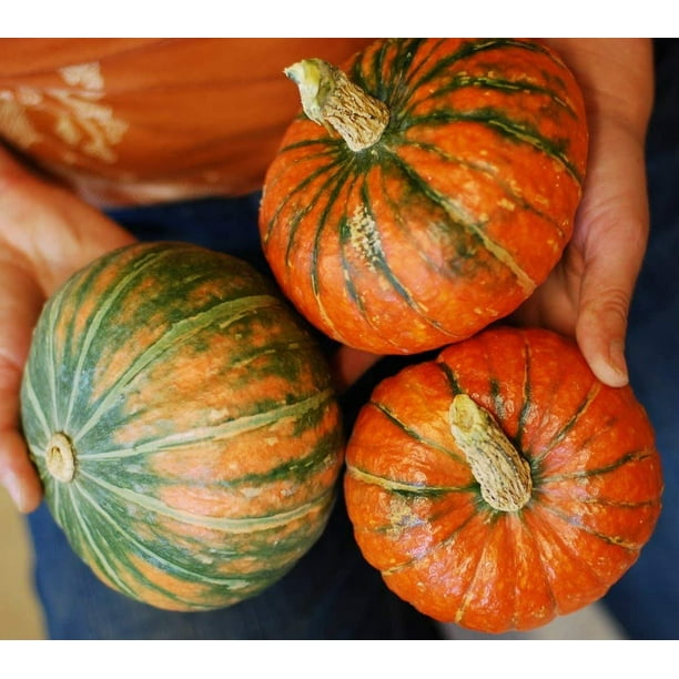 sUP - 20+ Pumpkin Sweetie - Vegetable Orange - Walmart.ca