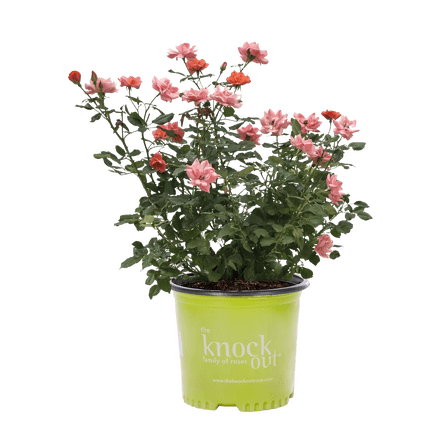Knockout 1gal Pink Rose Live Shrub Plant Sun - Walmart.com