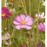 Picotee Cosmos Seeds/ Annual/ Full Sun/1000 Seeds 1/4 oz/ Zellajake ...