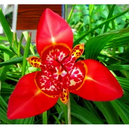 Red Mexican Shell Flower - 15 Bulbs - 9/+ cm - Tigridia Pavonia ...