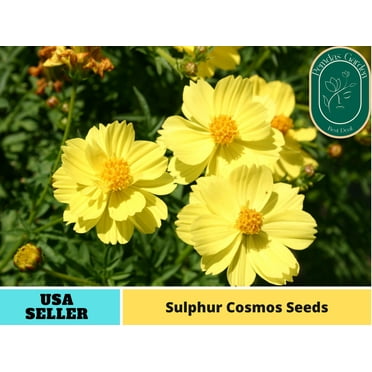 60 seeds| Blue Balloon Flower seeds, - Authentic Seeds ~ GMO Free ...