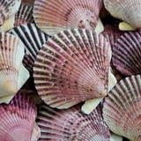 Large Scallop Sea Shells Mixed Beach Seashells, Natural Ocean Scallop ...