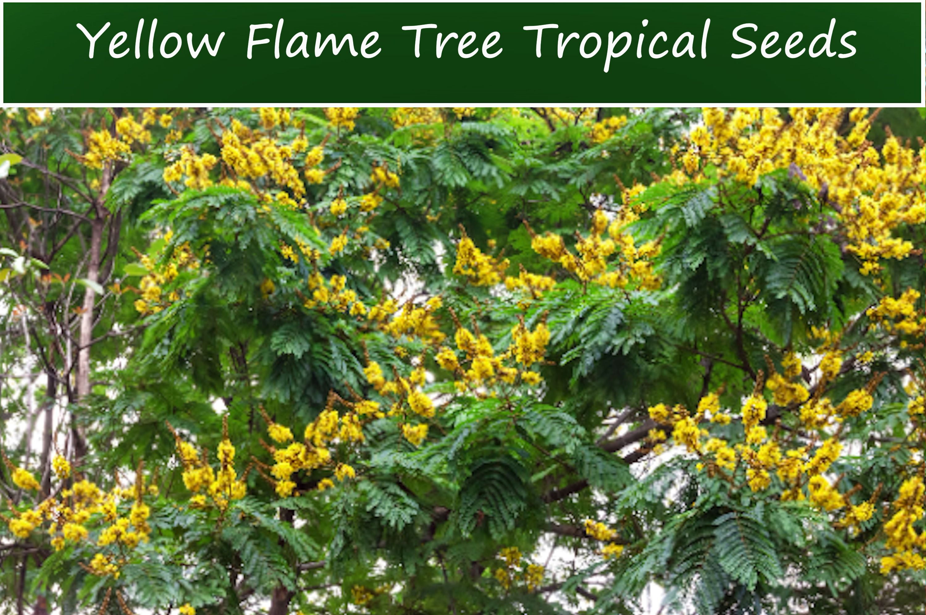 Tropical SEEDS - Yellow Flame Tree -10 Seeds - Rare Tropical Tree ...
