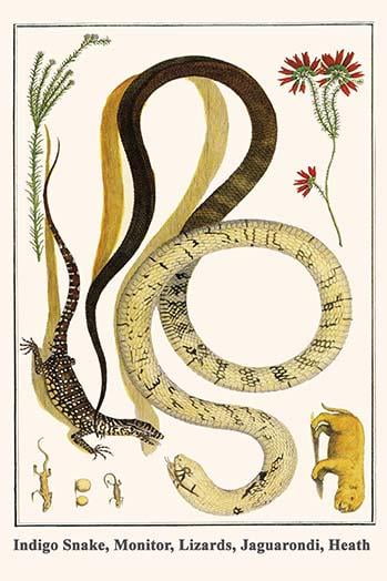 Indigo Snake, Monitor, Lizards, Jaguarondi, Heath-Fine Art Canvas Print ...