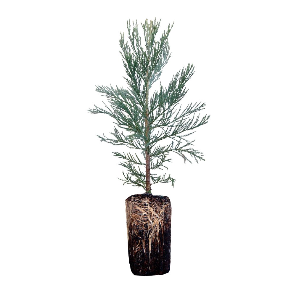 Giant Sequoia | XL Tree Seedling | The Jonsteen Company - Walmart.com ...