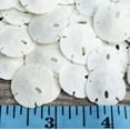 Real Sand Dollars 0.50" to 0.75" (Set of 50) Sand Dollar Shells Wedding ...
