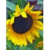 Country Creek Sunflower Mammoth Grey Stripe 8-12 ft Tall with 12-inch ...