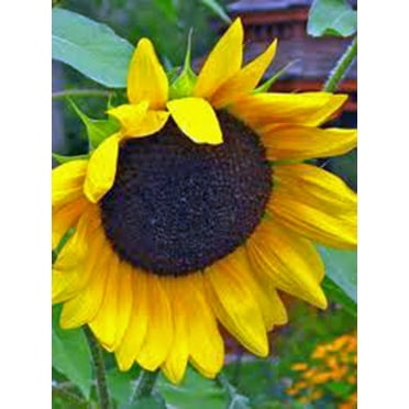 Country Creek Sunflower Mammoth Grey Stripe 8-12 ft Tall with 12-inch ...