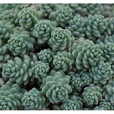 Powderpuff Sedum - Stonecrop - Quart Pot - Walmart.com
