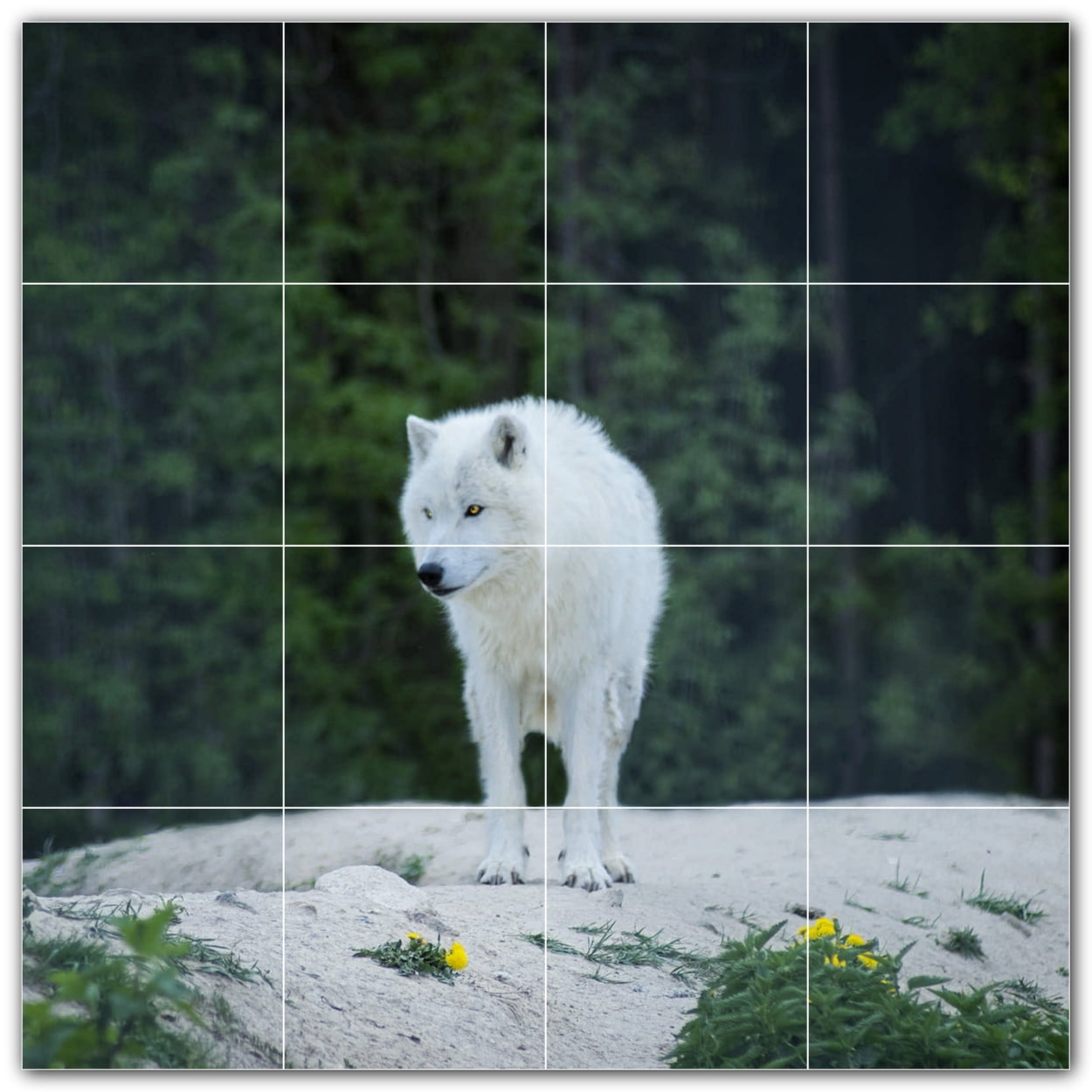 Picture-Tiles.com: Wolf Ceramic Tile Wall Mural WAL501237-44L. 32"W x ...