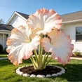 Bold Tropical Elephant Ear, Stylish Accent for Lawns & Pathways, Ideal ...