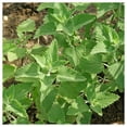 Everwilde Farms - 1 oz Catnip Herb Seeds - Gold Vault Bulk Seed Packet ...