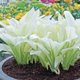 Filigree Hosta Dormant Bare Root Perennial Plant, 1-Pack - Walmart.com