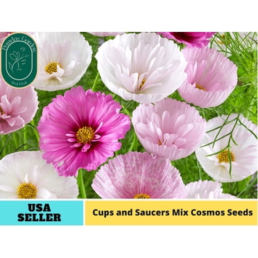 Bulk Seeds, Crazy Mix Cosmos (Cosmos bipinnatus) Non-GMO Seeds - Ships ...