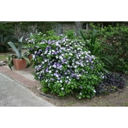 Summer Snow Vine - 250+ Seeds, Single Mix - Exotic White Ground Vine ...