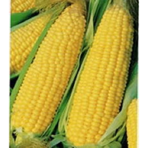 60 YELLOW CORN ' Early Xtra Sweet ' Zea Mays Vegetable Seeds - Walmart.ca