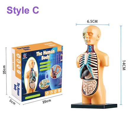 3d Human Body Torso Model For Kid Anatomy Model Skeleton Steam Game Diy ...