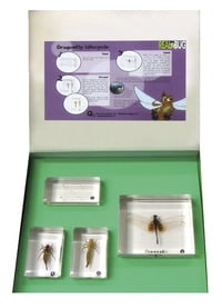 Real Bug Dragonfly Life Cycle Specimen Blocks, Set of 4 with Storage ...