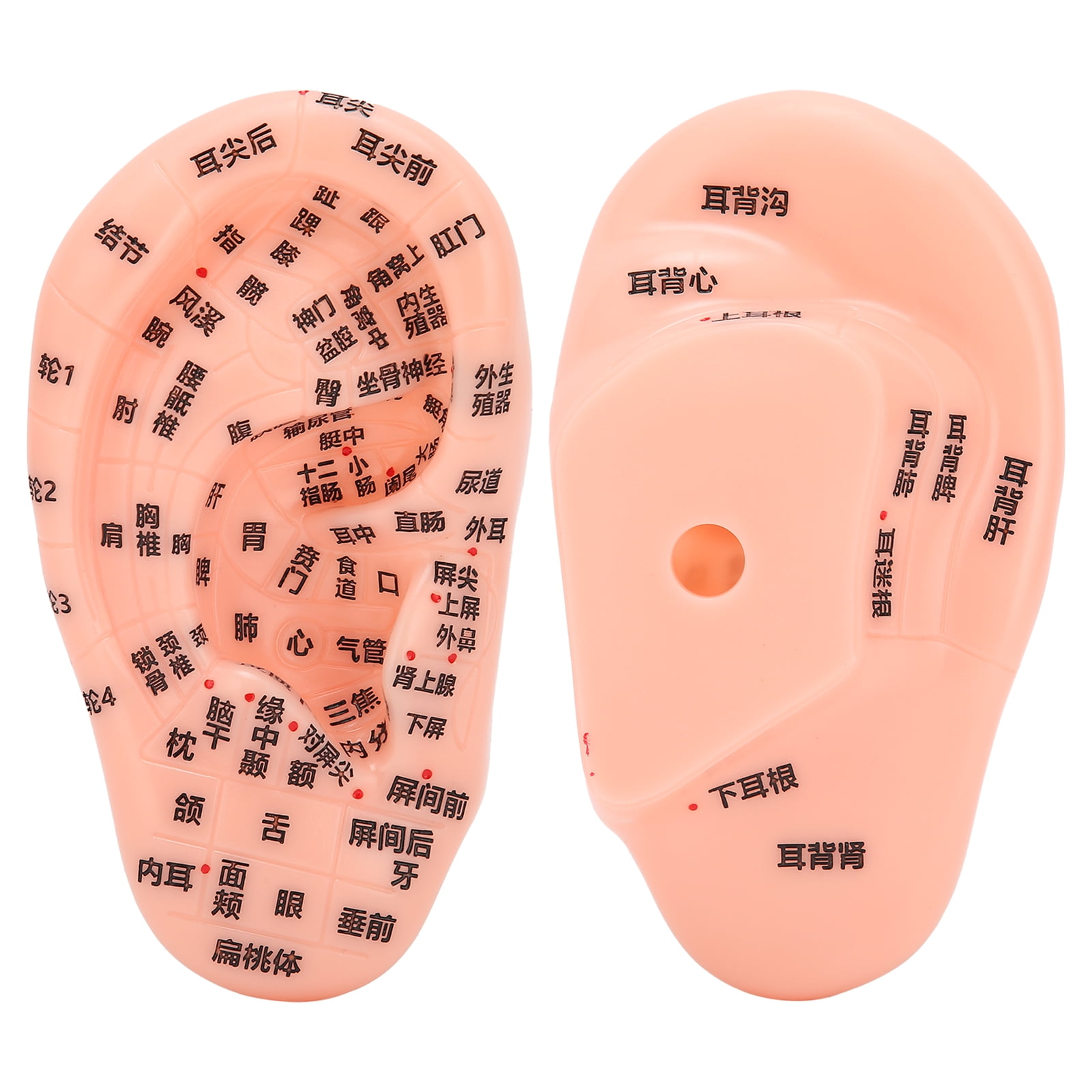 Human Ear Acupuncture Model,Ear Zone Model Ear Ear Acupuncture Model ...