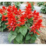 Amaranthus Seeds - Early Splendor Variety - Approx 500 Seeds - Annual ...