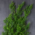 Green Boxwood Bush by Ashland® - Walmart.com