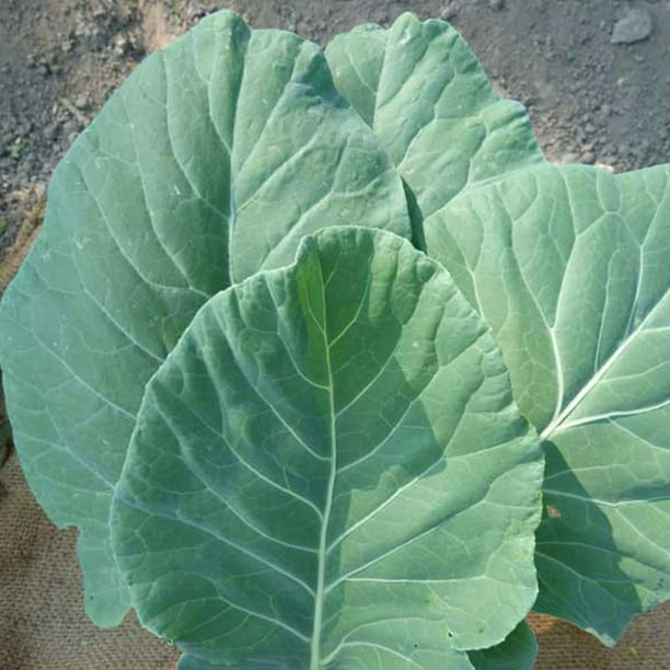 Morris Heading Collard Green Seeds - 2 g ~500 Seeds - Heirloom, Open ...