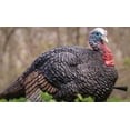 Free Shipping! Primos Hunting Turkey Decoy Lil Gobbstopper Jake Hen ...