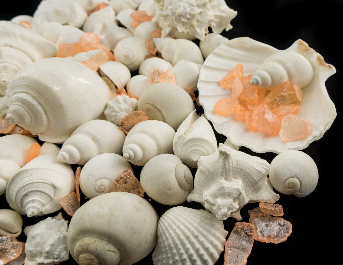 White Decorative Sea Shells with Pearlized Peach Sea Glass Chips |1 ...