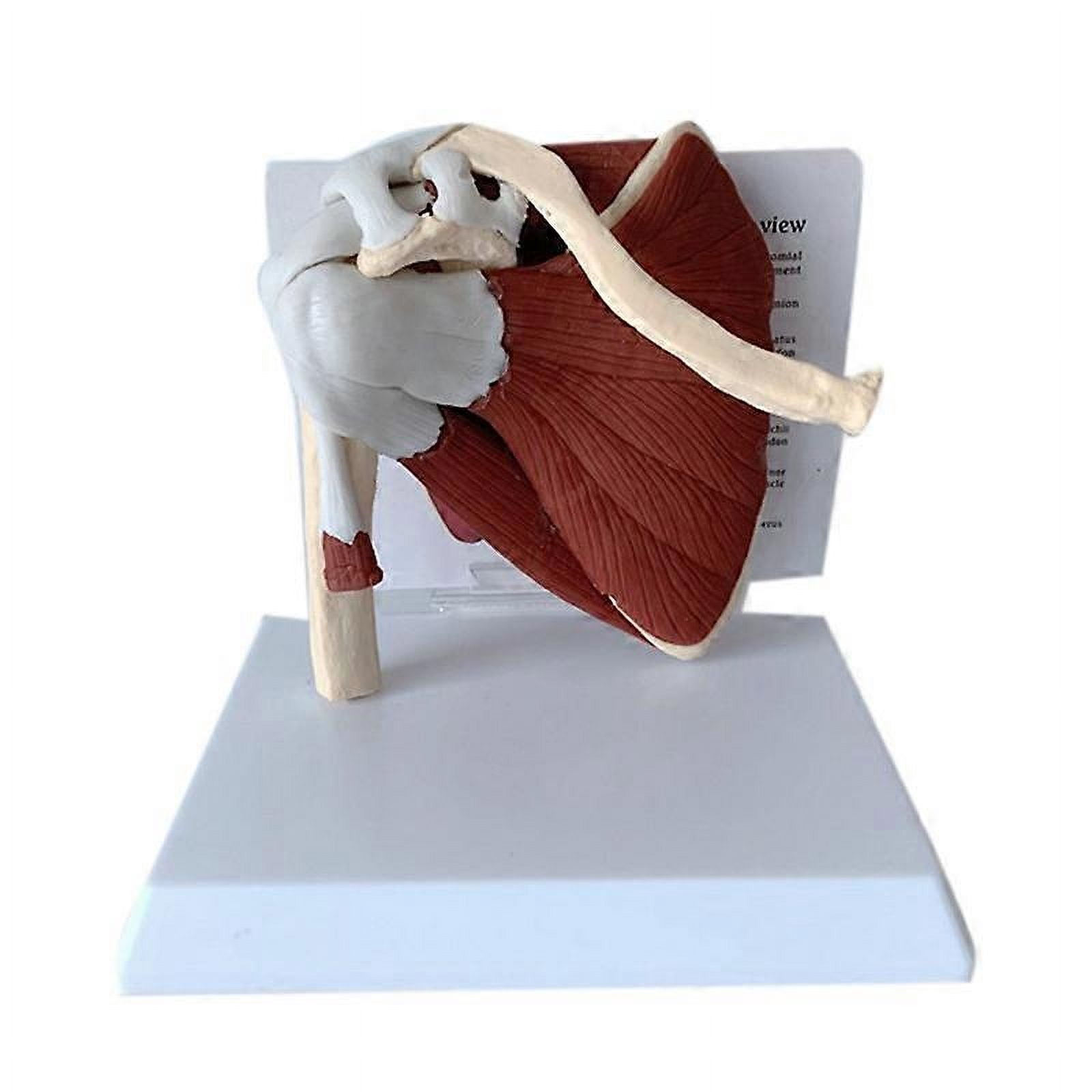 Human Skeleton Shoulder Scapula Clavicle Muscle Model Joint Functional ...