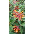 Firebush Firefly I 3 Live Plants I Dwarf Hamelia Patens I Brilliant Red ...