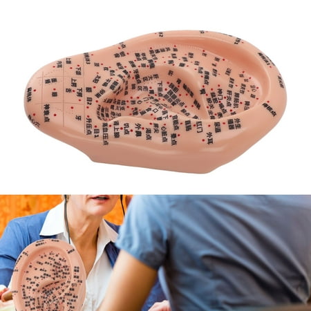 Ear Acupuncture Model, Human Ear Acupuncture Point Model Clear ...