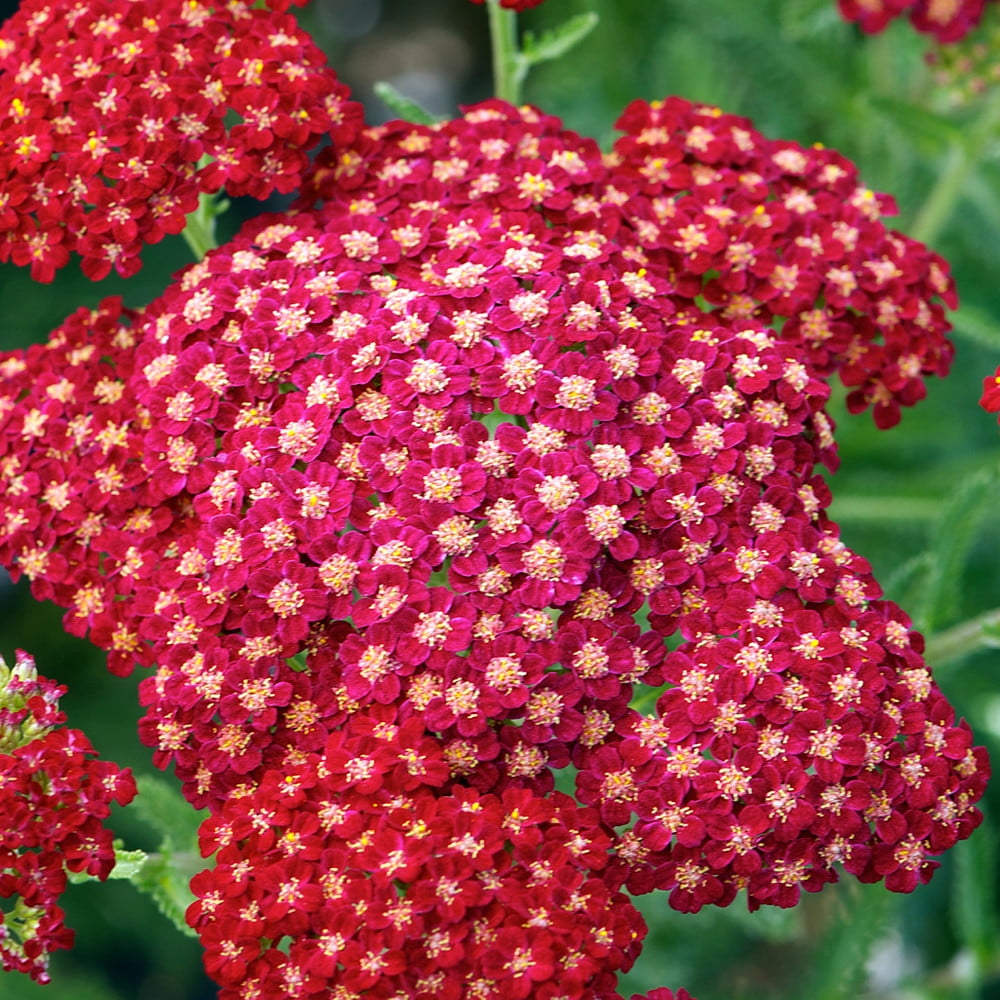 New Vintage Red Yarrow - Achillea - Sun Lover - Gallon Pot - Walmart.com