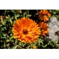 English Marigold Calendula Flower (250 Seeds) | Non-GMO | Organic ...