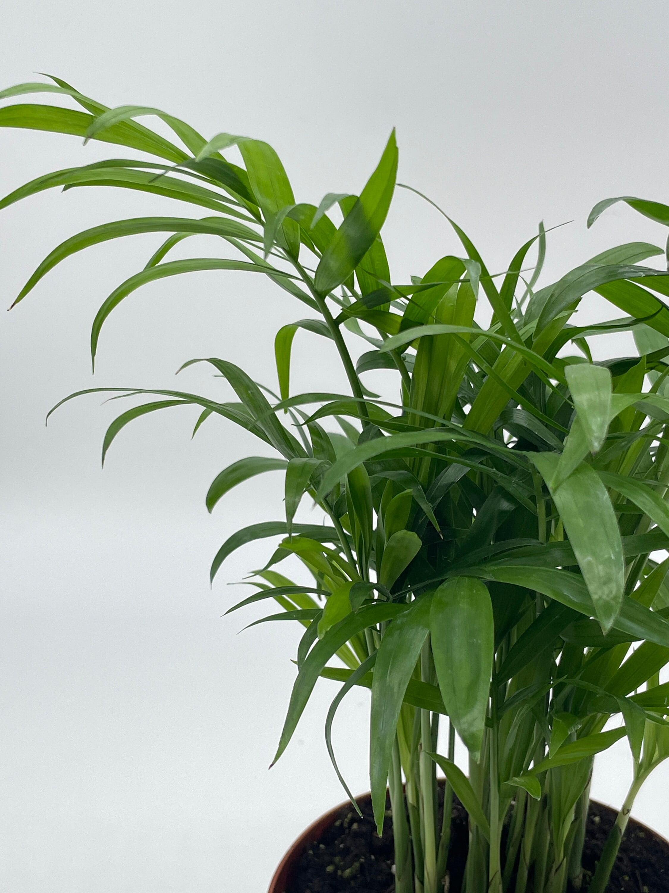 Bamboo Palm, Chamaedorea Parlor Palm, Clustered Reed Palm, Cane Palm in ...