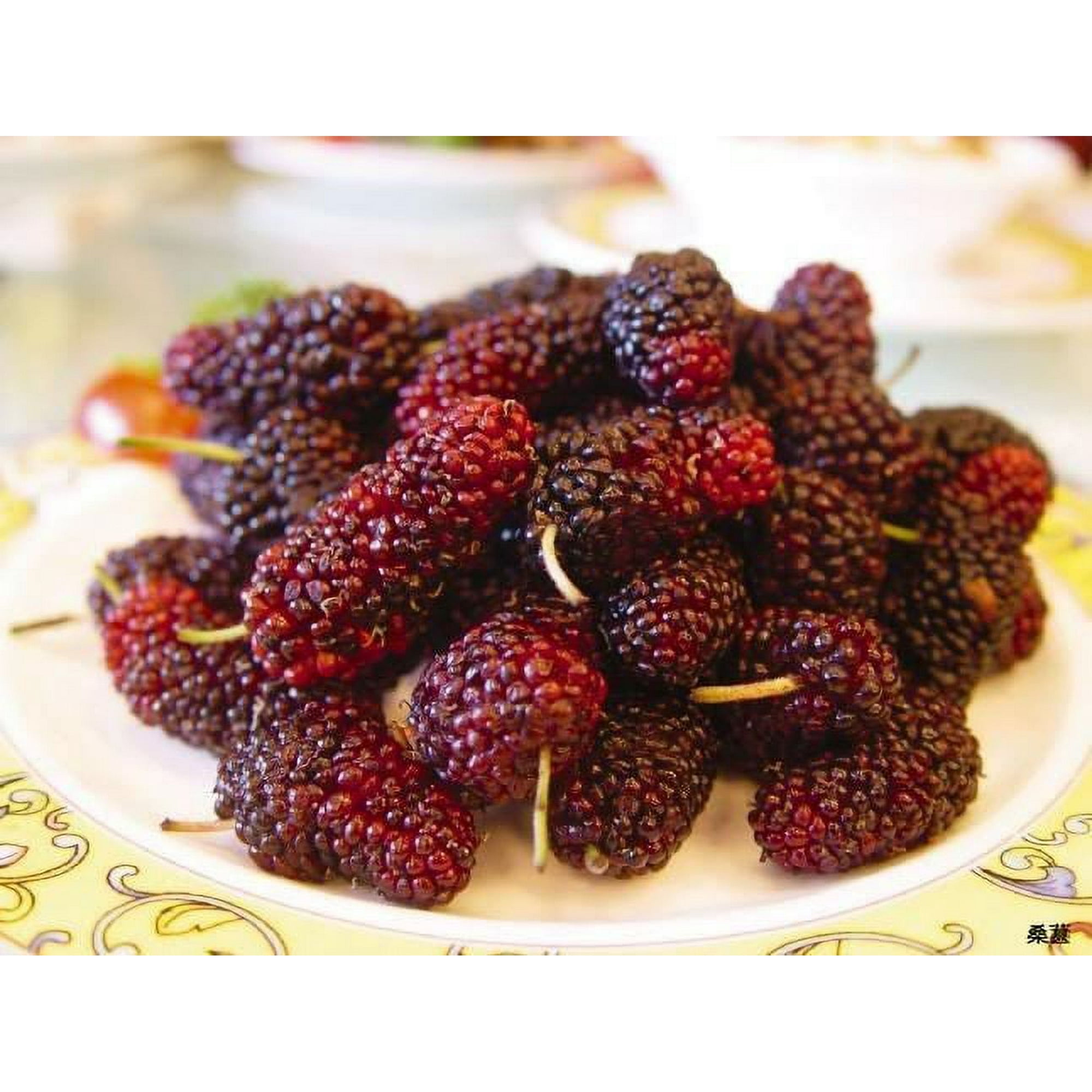 Click here for Seedville Usa 15 Red Mulberry Morus Rubra Fruit Bu... prices
