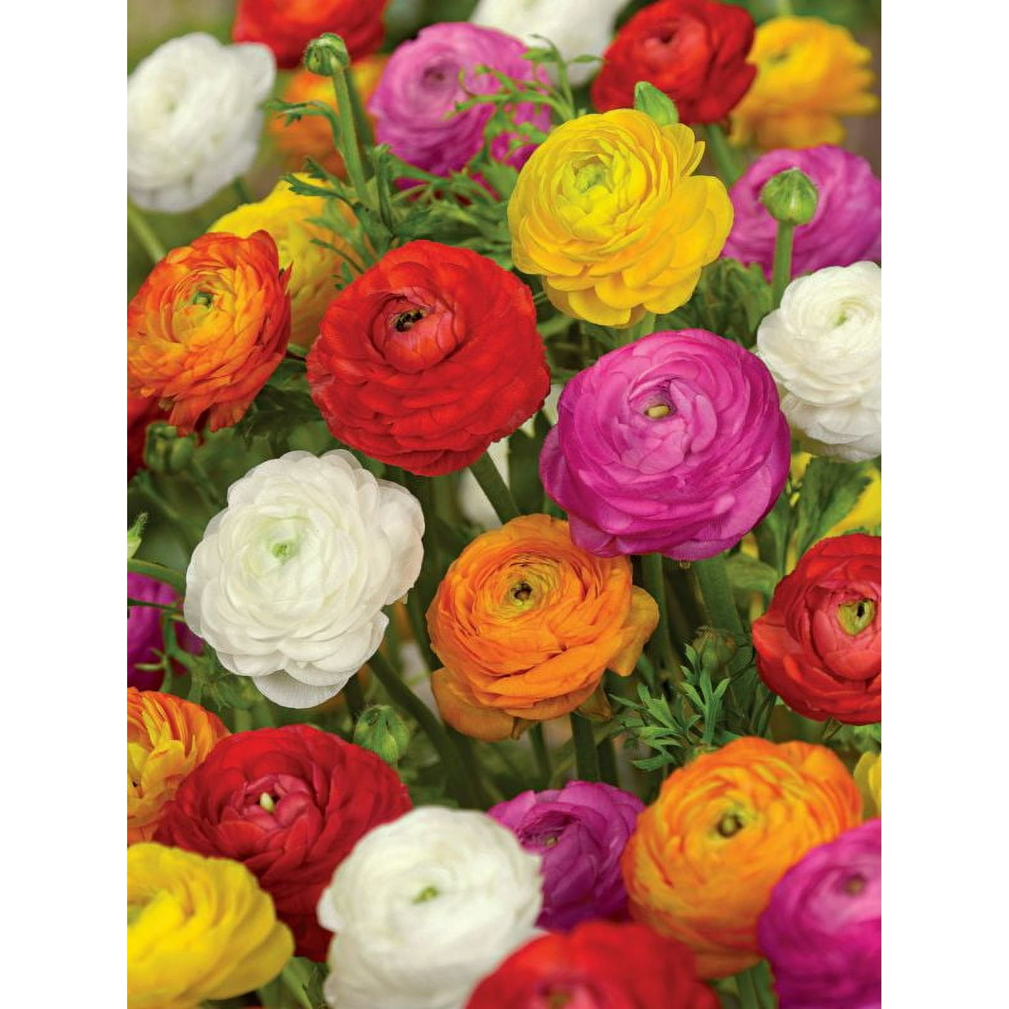 Click here for Tasc Flower Bulbs - Ranunculus Assorted prices
