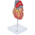 Axis Scientific Heart Model Deluxe Life Size 2-Part 34 Anatomical ...